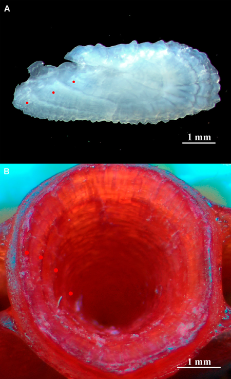 Age and growth of pompano, Trachinotus ovatus , from the Strait of ...