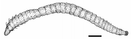 Effects of sediment organic matter on mortality, growth and development ...