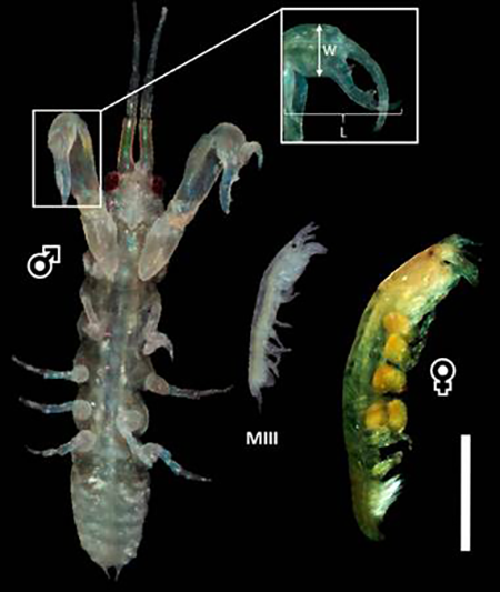 Life history and population dynamics of the enigmatic tanaid ...
